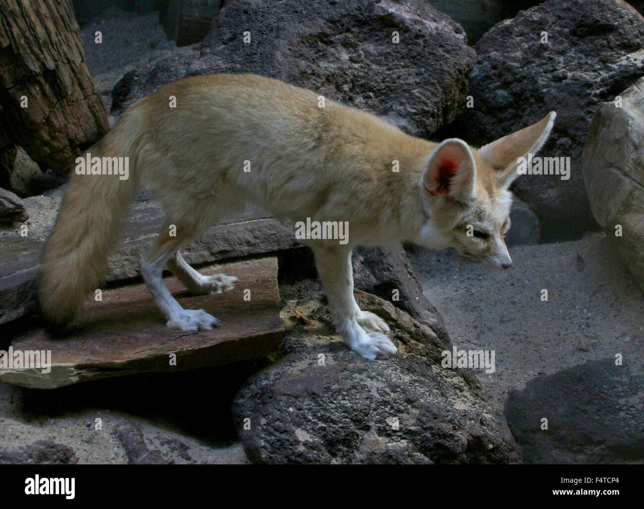 Fennek fennecus zerda hi-res stock photography and images - Alamy