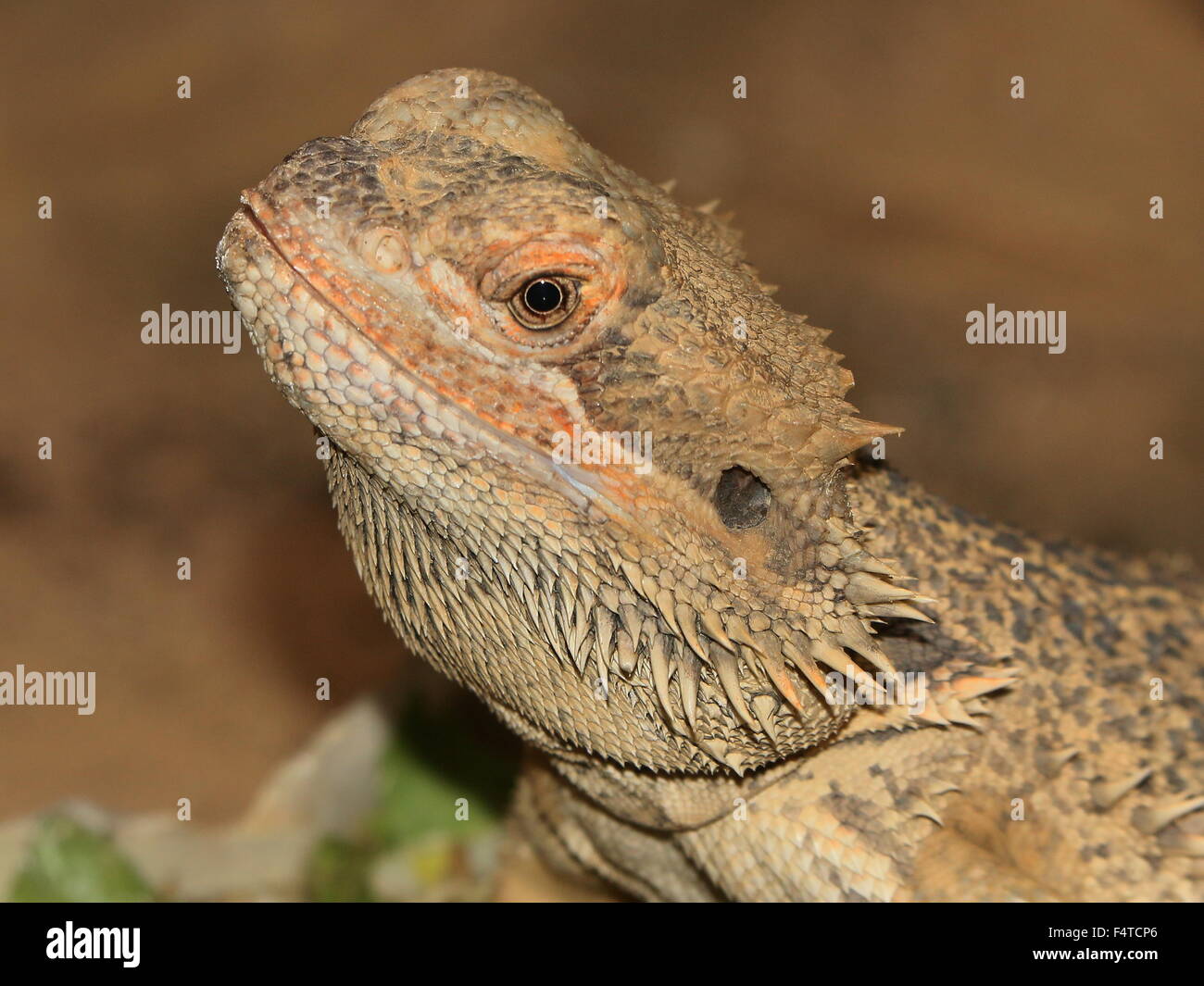 Close-up of an Australian Central bearded dragon (Pogona vitticeps ...