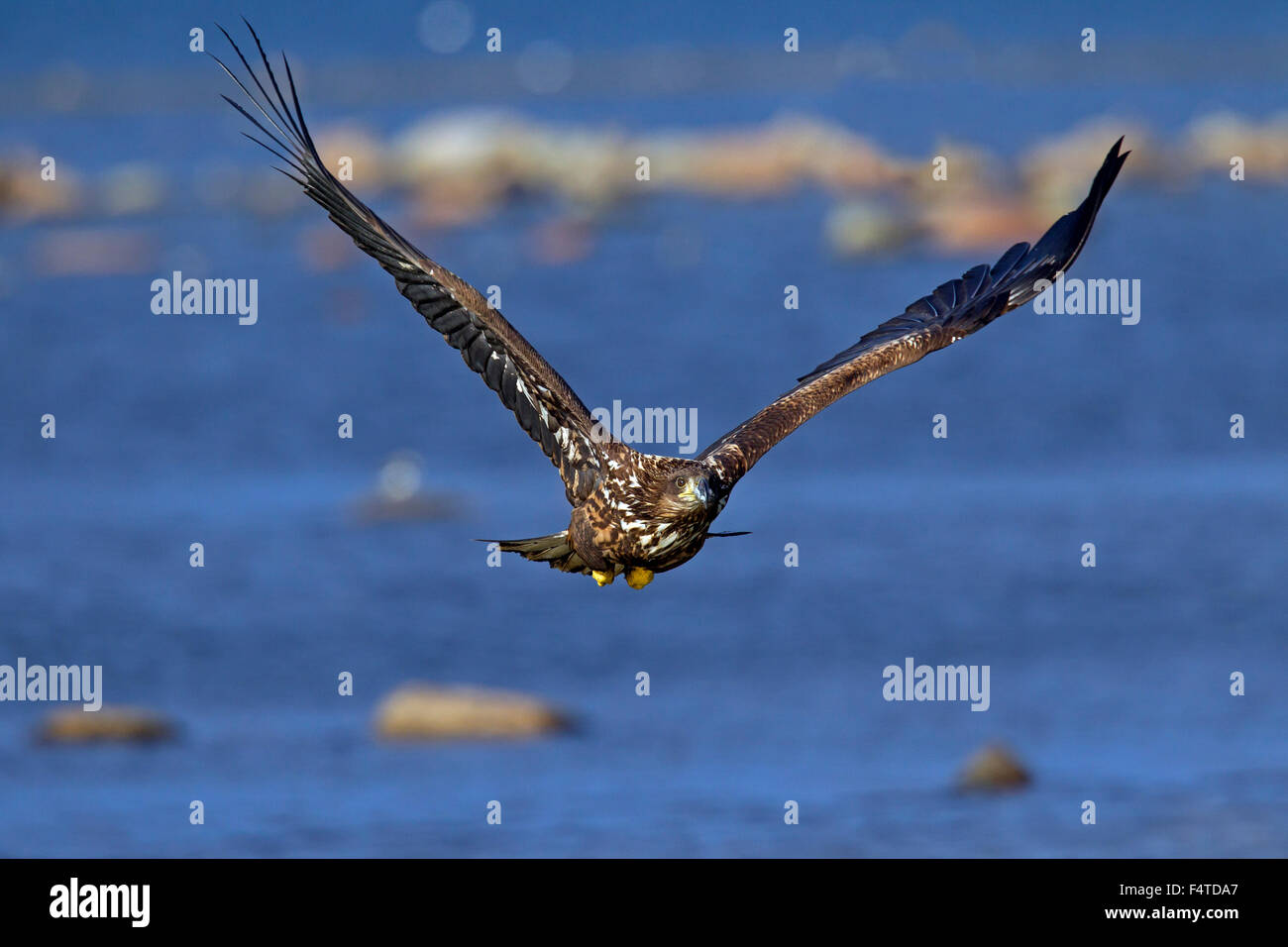 White-tailed Eagle / Sea Eagle / Erne (Haliaeetus albicilla) juvenile ...