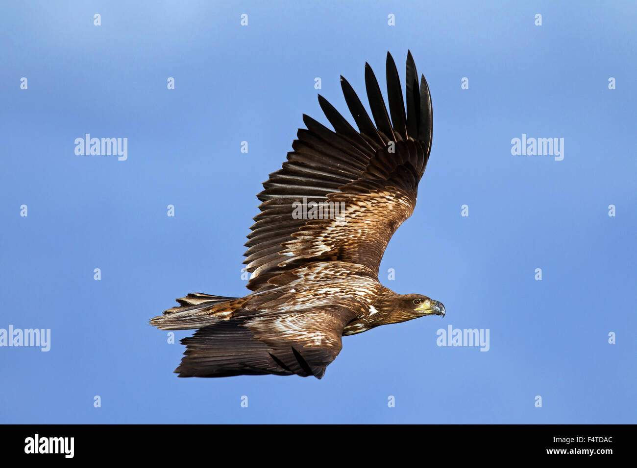 Young sea eagle hi-res stock photography and images - Alamy
