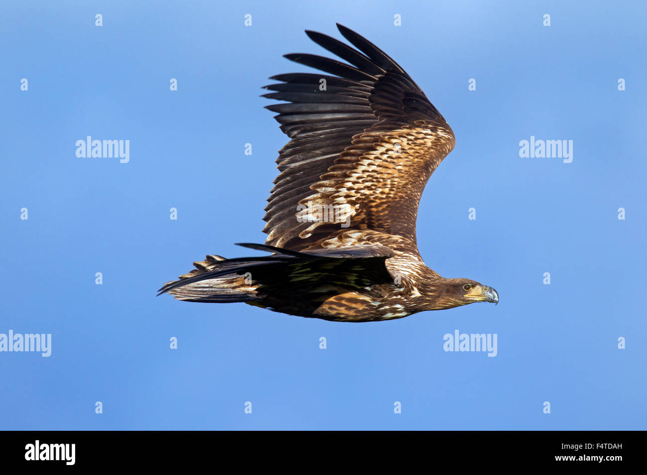 White-tailed Eagle / Sea Eagle / Erne (Haliaeetus albicilla) juvenile ...