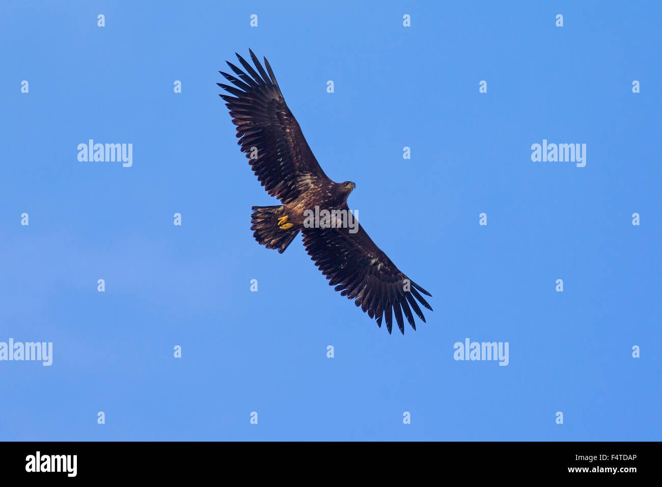 White-tailed Eagle / Sea Eagle / Erne (Haliaeetus albicilla) juvenile ...