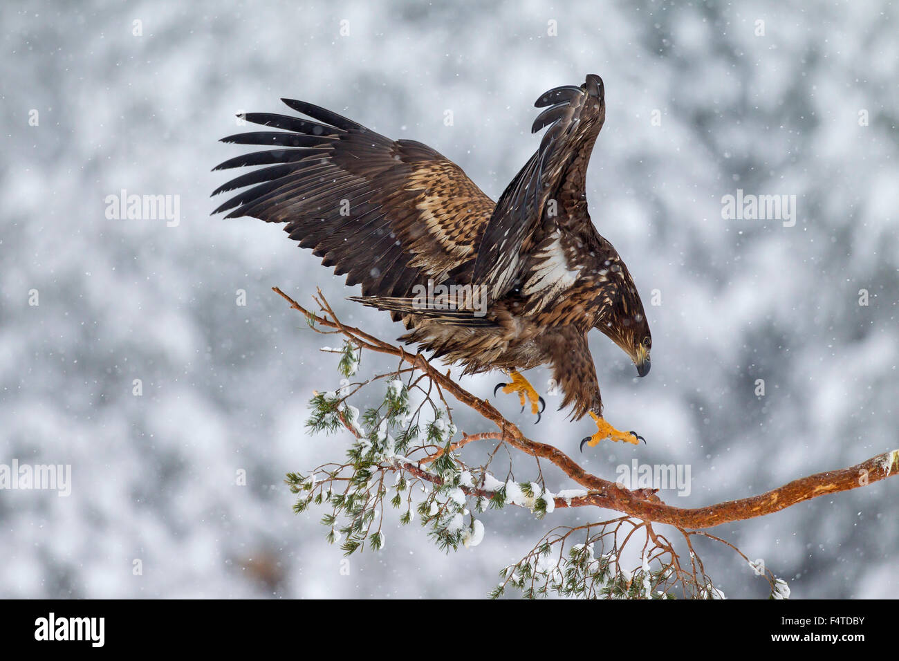 White tailed eagle uk hi-res stock photography and images - Alamy