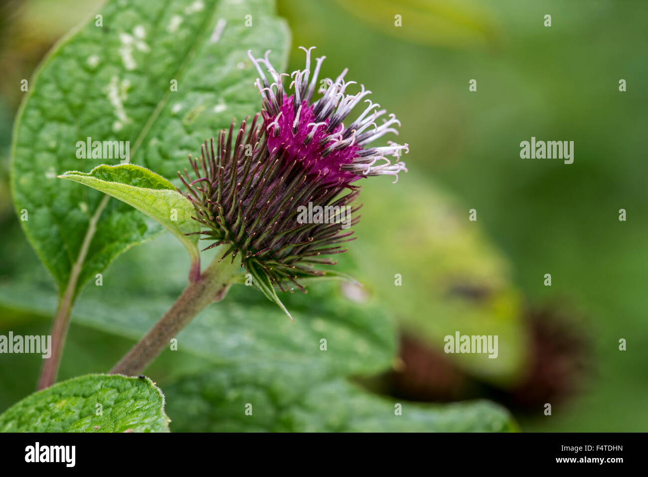 Lesser burdock / burweed / louse-bur / common burdock (Arctium minus ...