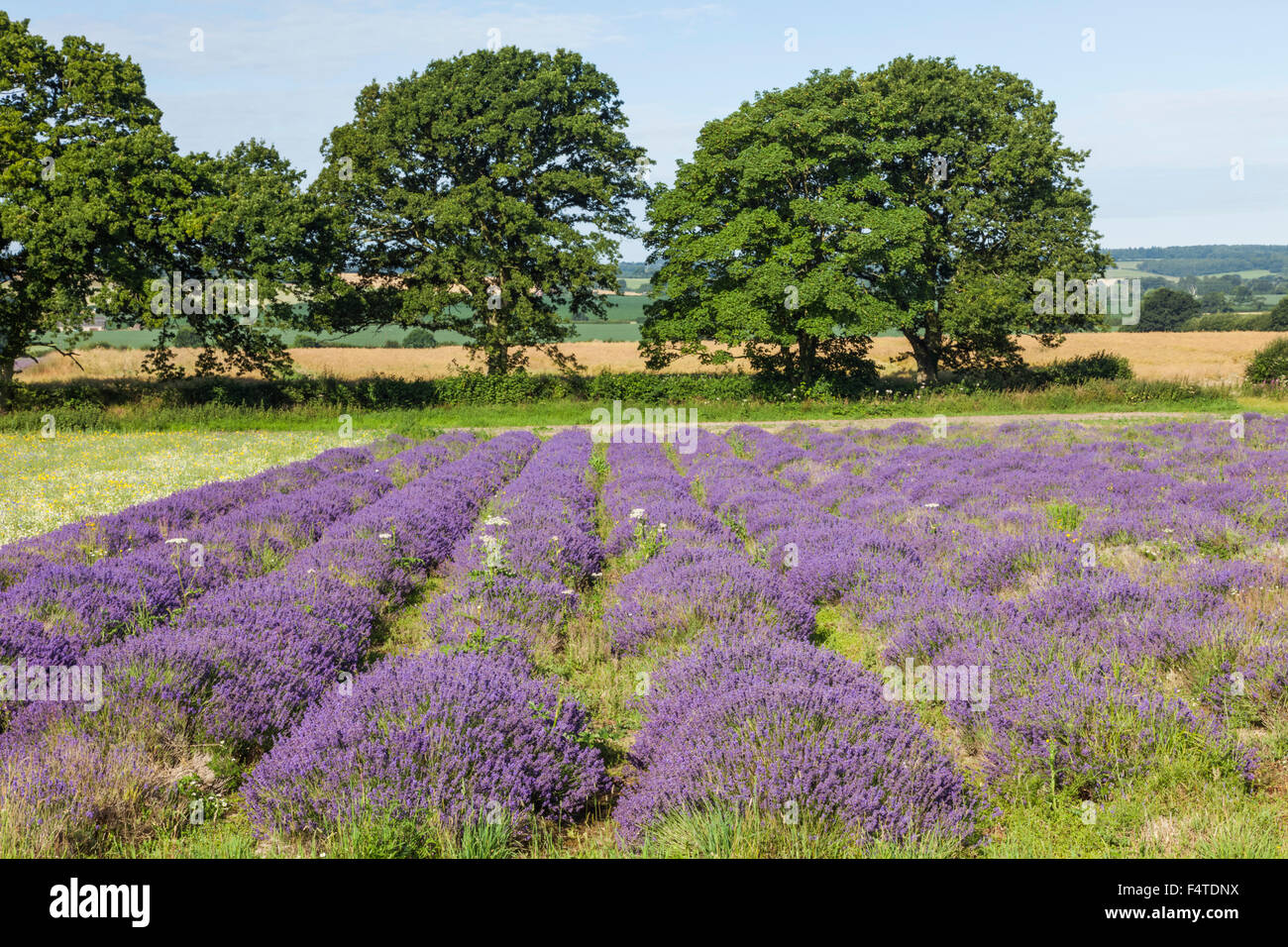 England, Hampshire, Lavender Fields Stock Photo - Alamy
