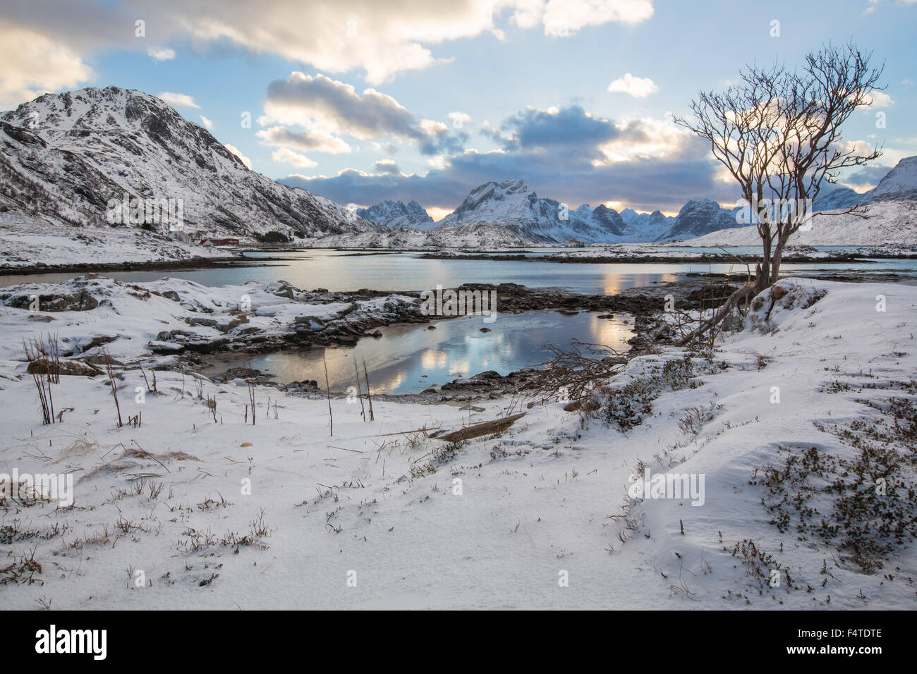Tree of trees hi-res stock photography and images - Alamy