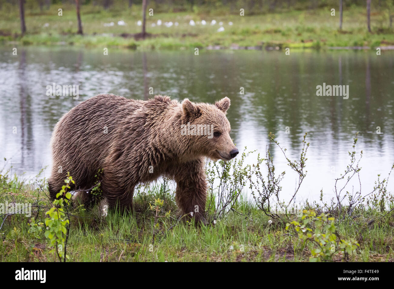 Bears, bear, Europe, Finland, north, Martinselkonen, nature, lake ...