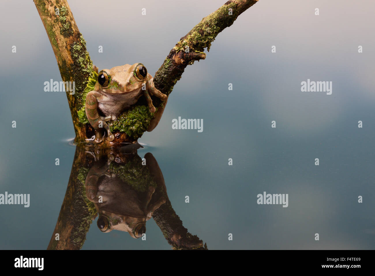 Peacock tree frog hi-res stock photography and images - Alamy