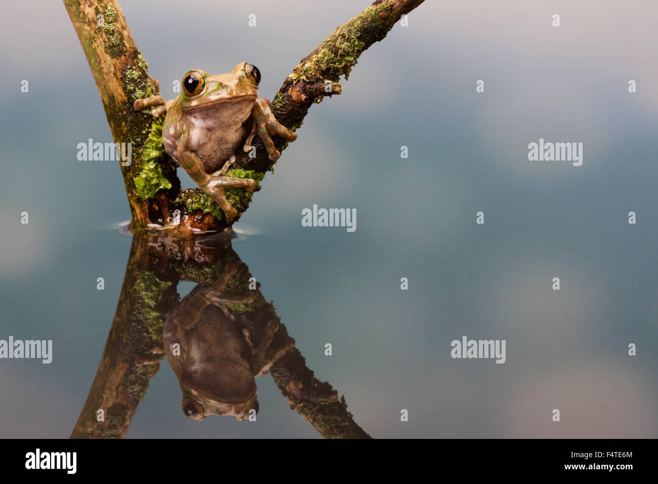 Peacock tree frog in a reflection pool Stock Photo - Alamy
