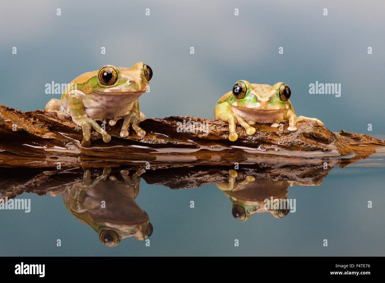 Peacock tree frog in a reflection pool Stock Photo - Alamy