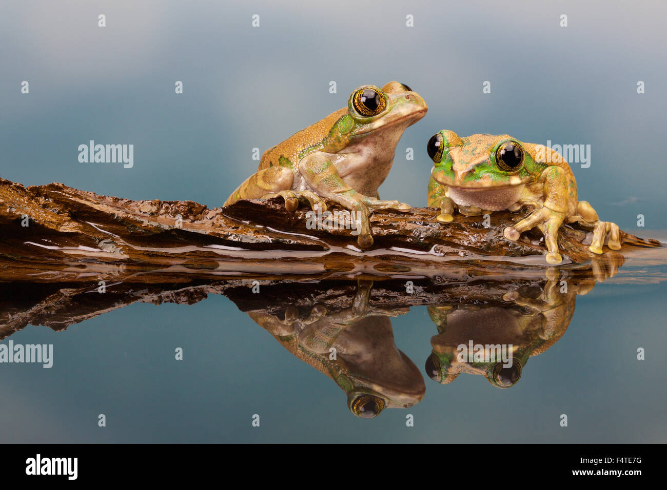 Peacock tree frog in a reflection pool Stock Photo - Alamy