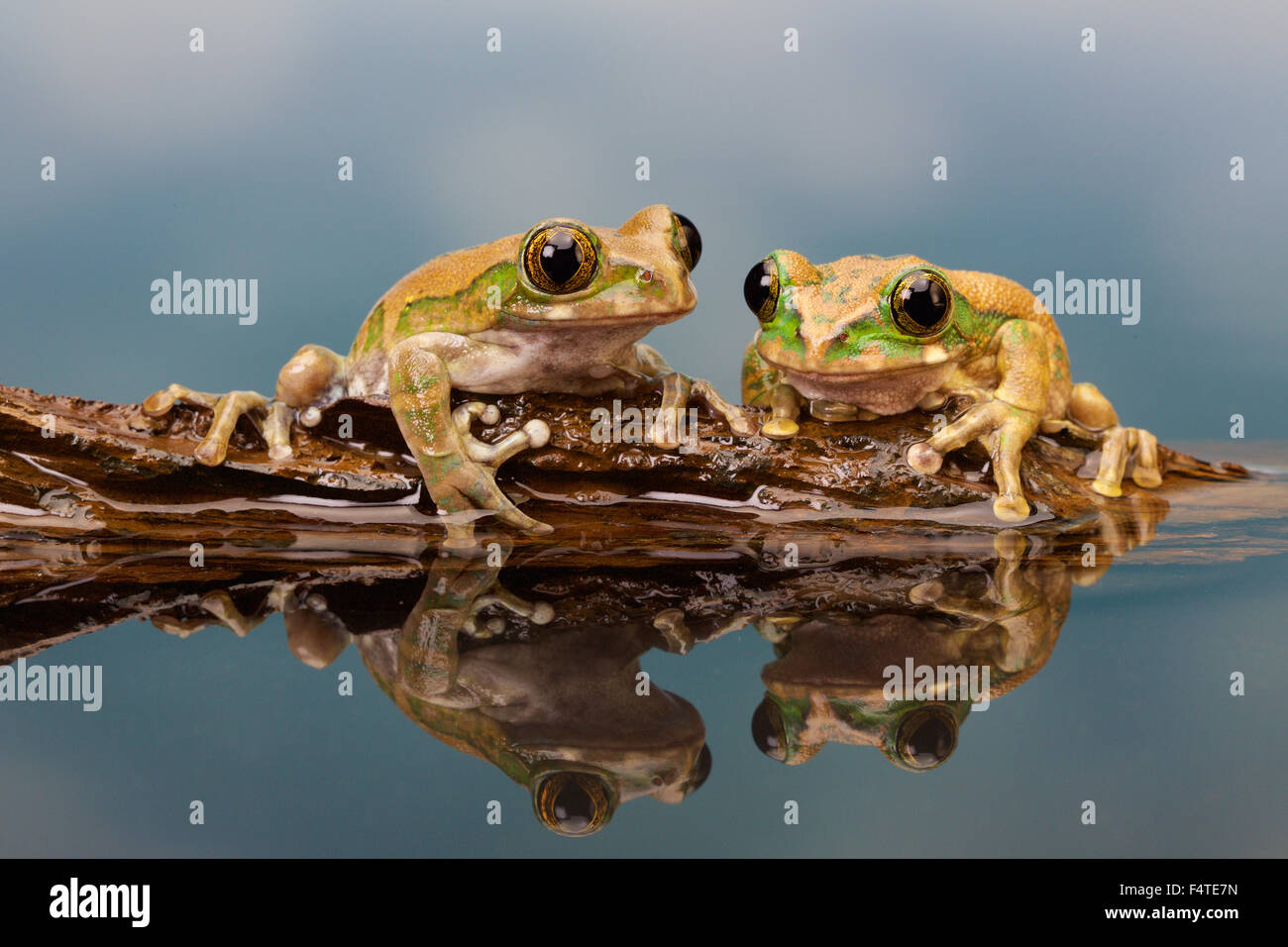 Cute frog reflection hi-res stock photography and images - Alamy