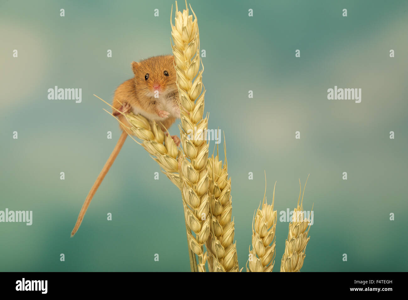 Harvest mouse climbing on wheat Stock Photo - Alamy