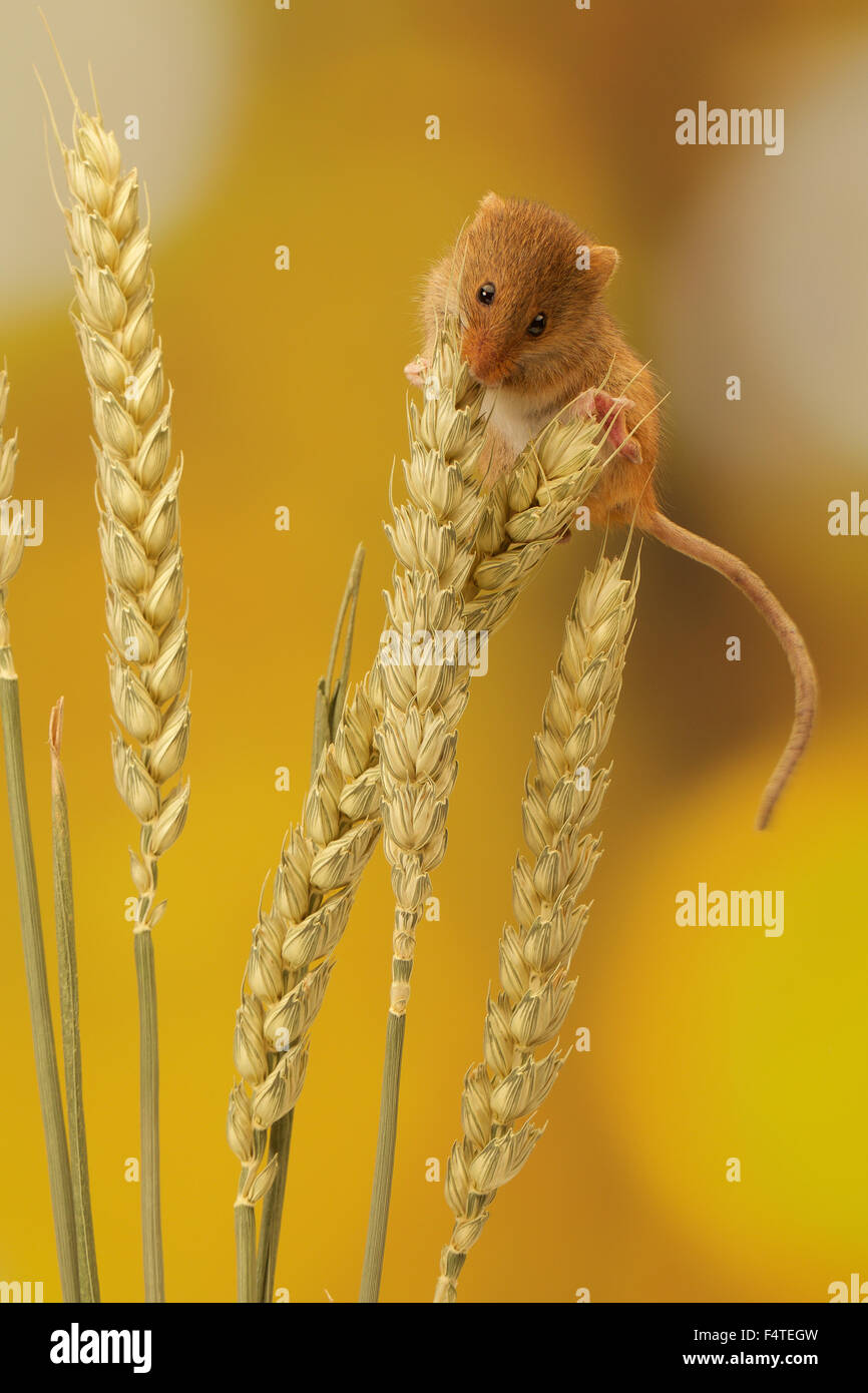Harvest mouse looking at the camera hi-res stock photography and images ...