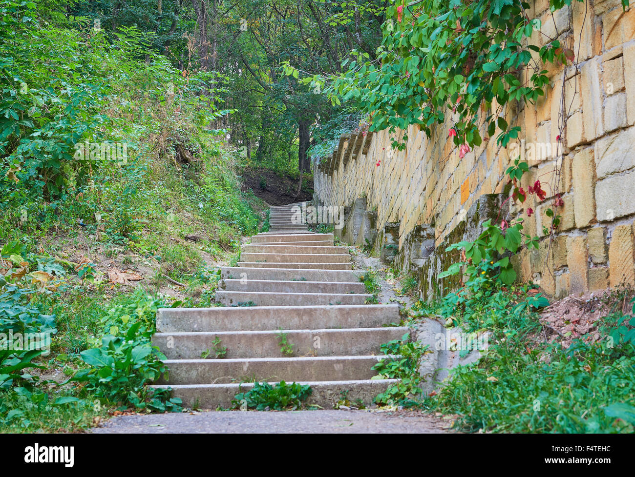 Tree forest nature staircase steps hi-res stock photography and images ...