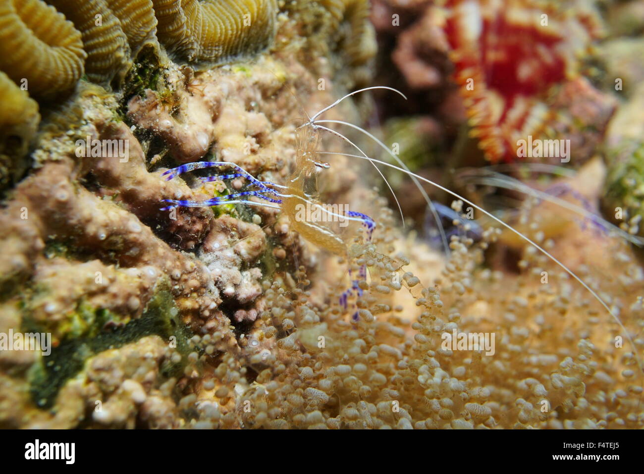 Underwater marine life, Pederson cleaner shrimp, Ancylomenes pedersoni ...