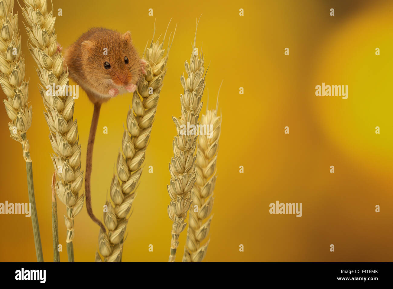 Harvest mouse wheat hi-res stock photography and images - Alamy
