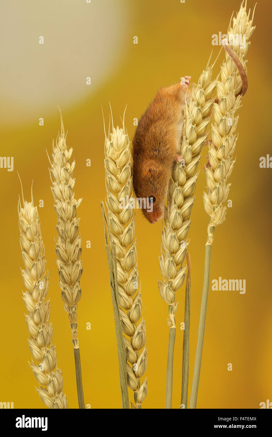 Harvest mouse climbing on wheat Stock Photo - Alamy