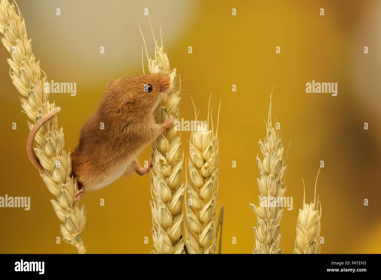 Harvest mouse climbing hi-res stock photography and images - Alamy