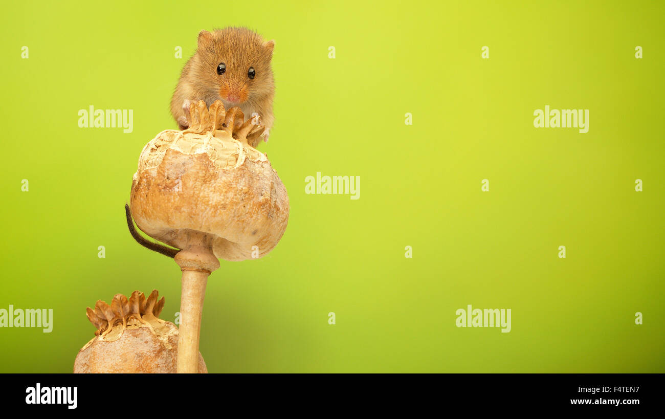 Mouse poppy hi-res stock photography and images - Alamy