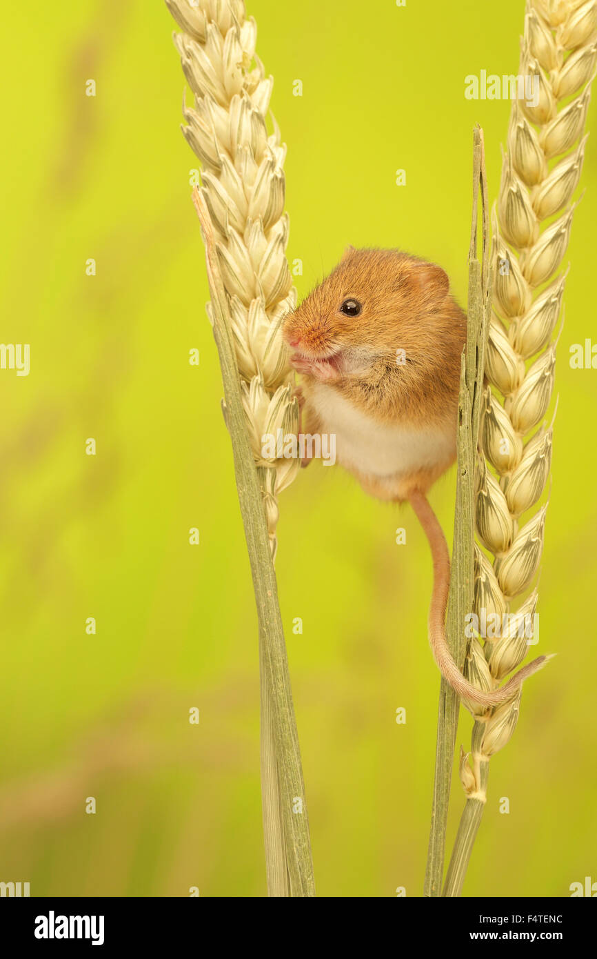 Harvest mouse climbing on wheat Stock Photo - Alamy