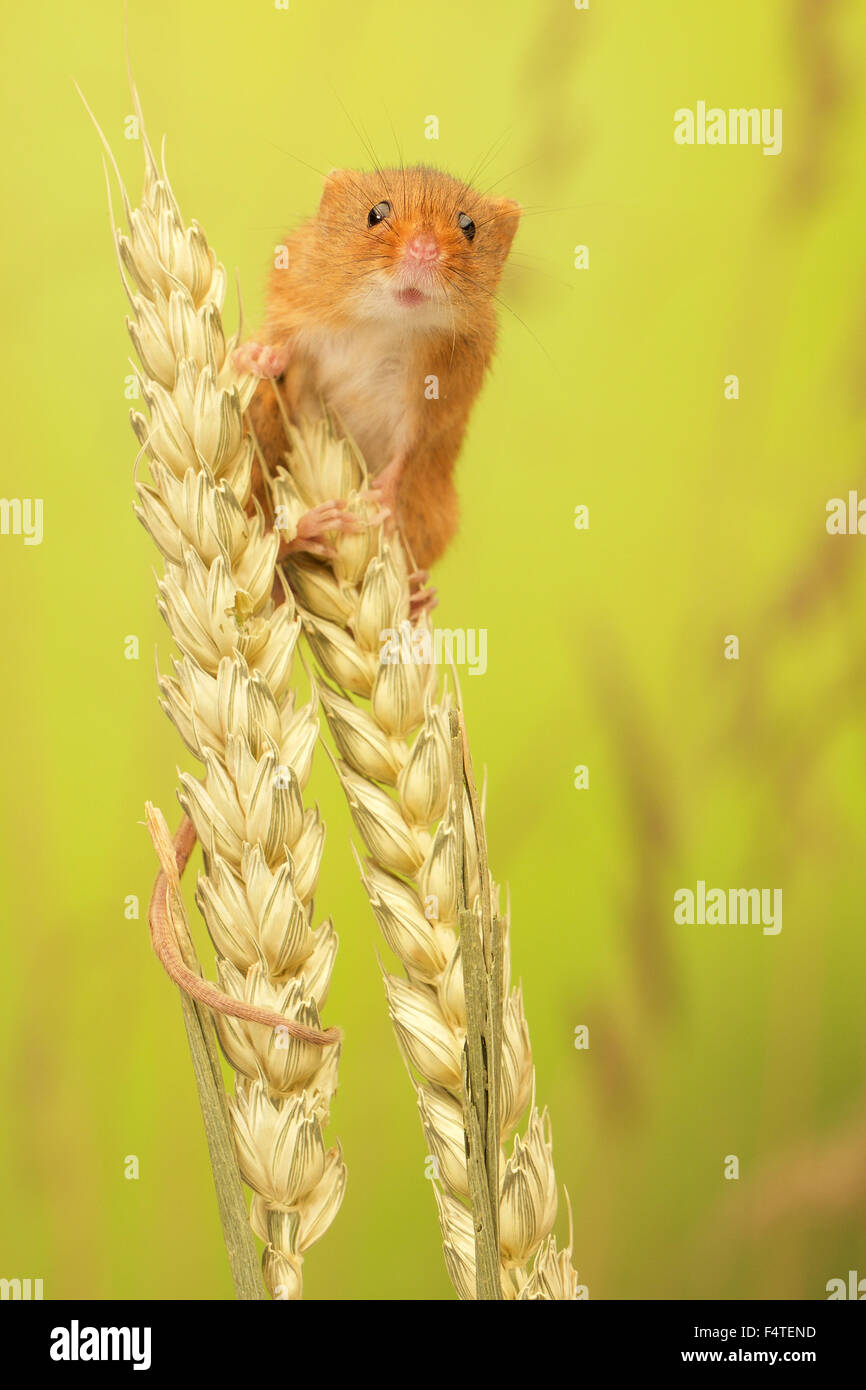Harvest mouse looking at the camera hi-res stock photography and images ...