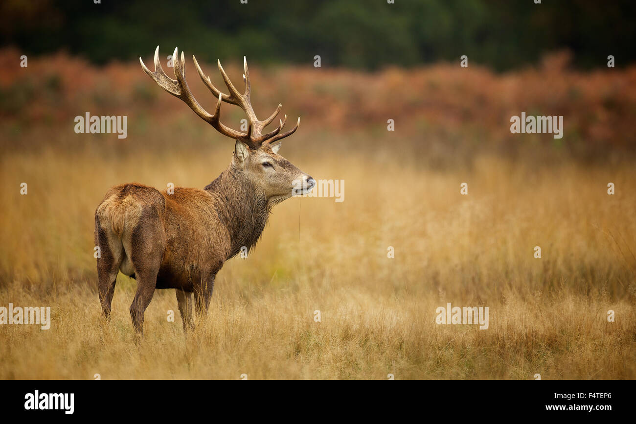 Large red deer stag Stock Photo - Alamy