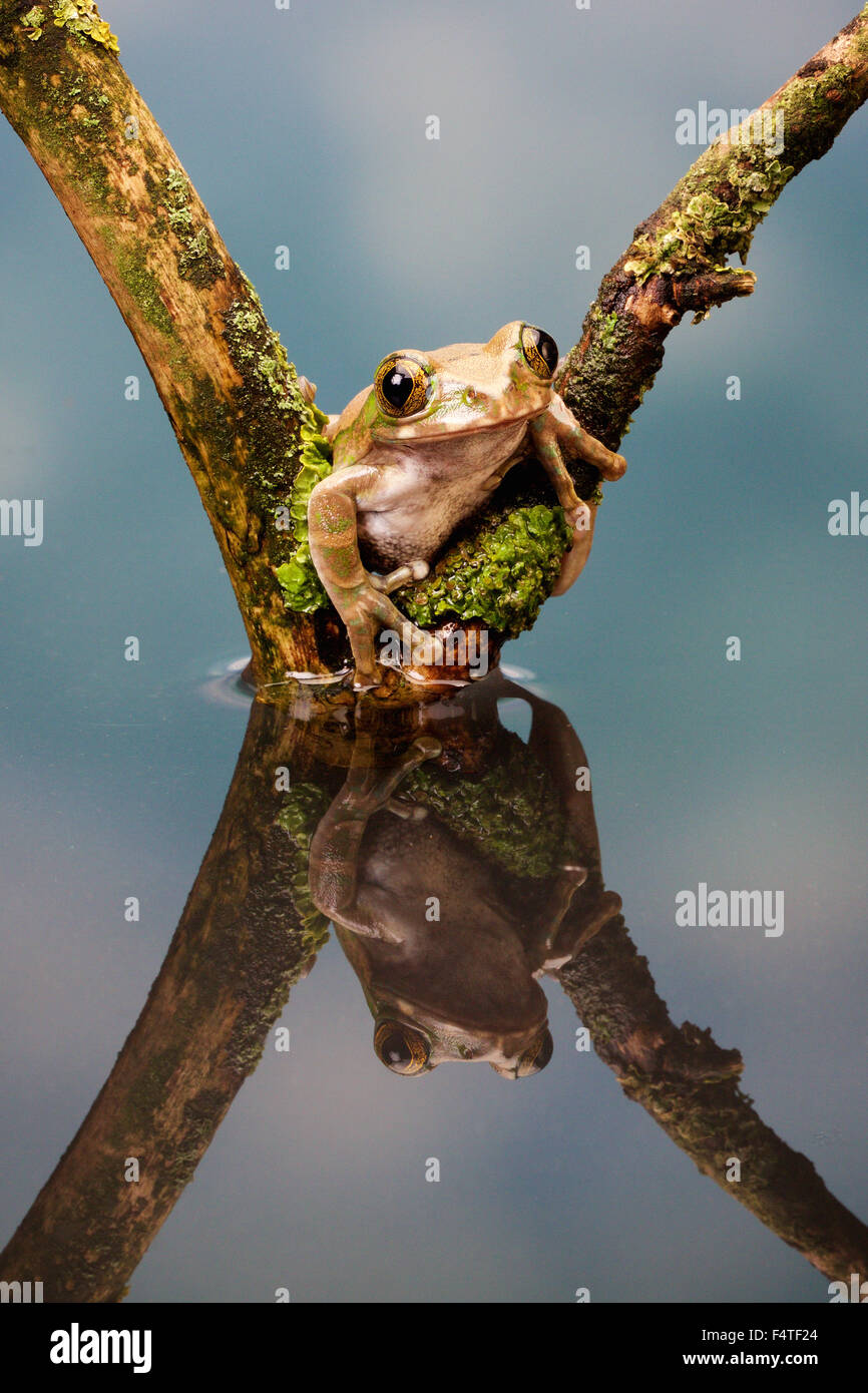Peacock tree frog in a reflection pool Stock Photo - Alamy