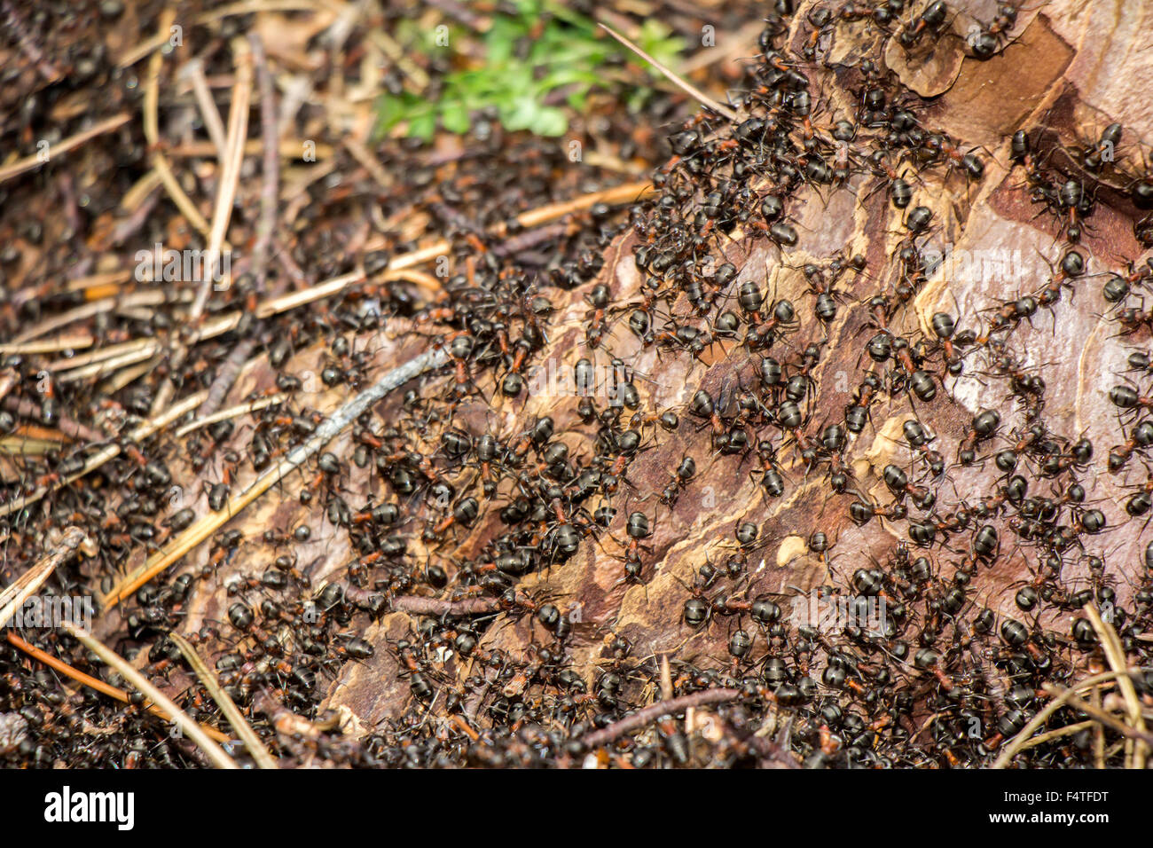 Black ants queen hi-res stock photography and images - Alamy