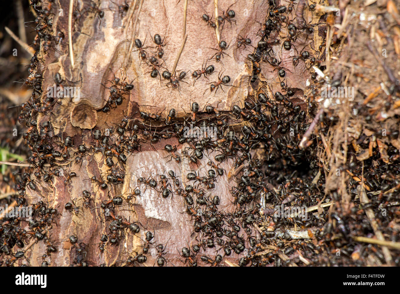 Black ants queen hi-res stock photography and images - Alamy