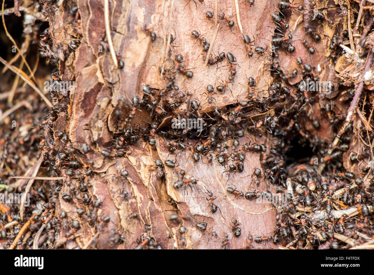 Ants colony in the rotten tree in forest Stock Photo - Alamy