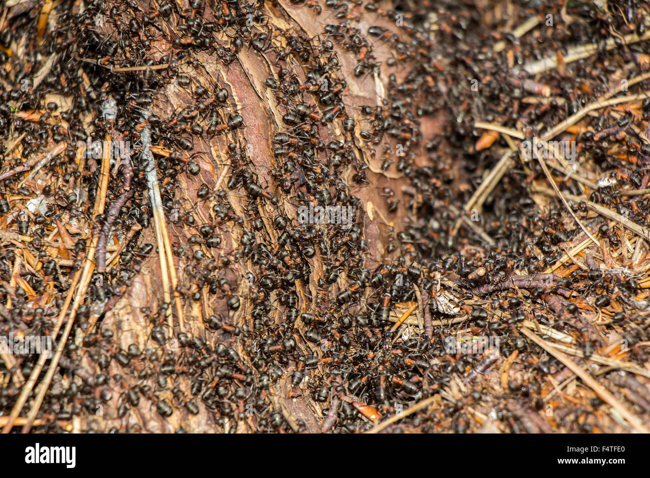 Forest ants in wild hi-res stock photography and images - Alamy