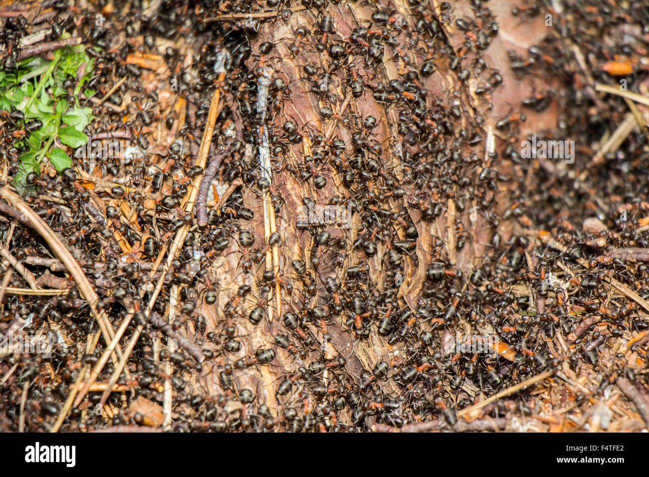 Ants colony in the rotten tree in forest Stock Photo - Alamy