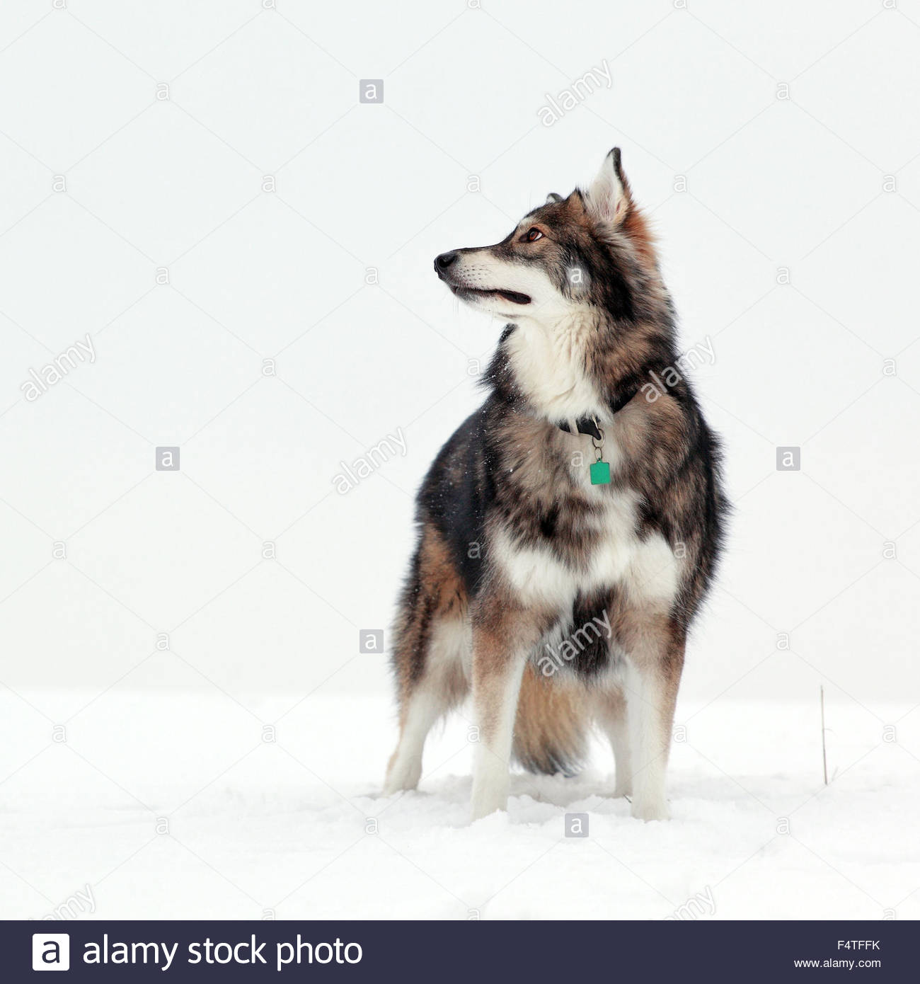 Utonagan High Resolution Stock Photography and Images - Alamy