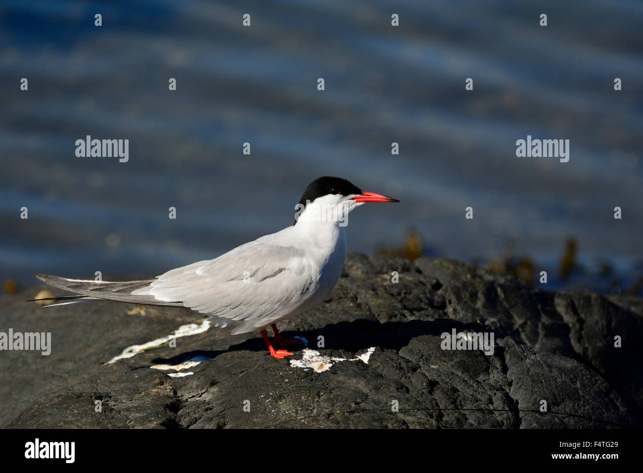 Sternidae hi-res stock photography and images - Alamy