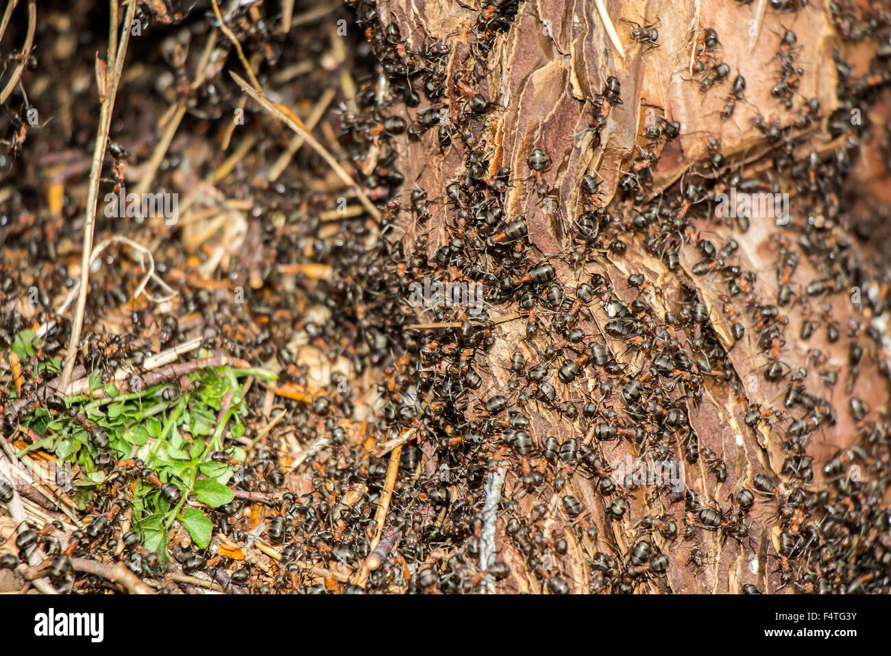 Ants colony in the rotten tree in forest Stock Photo - Alamy