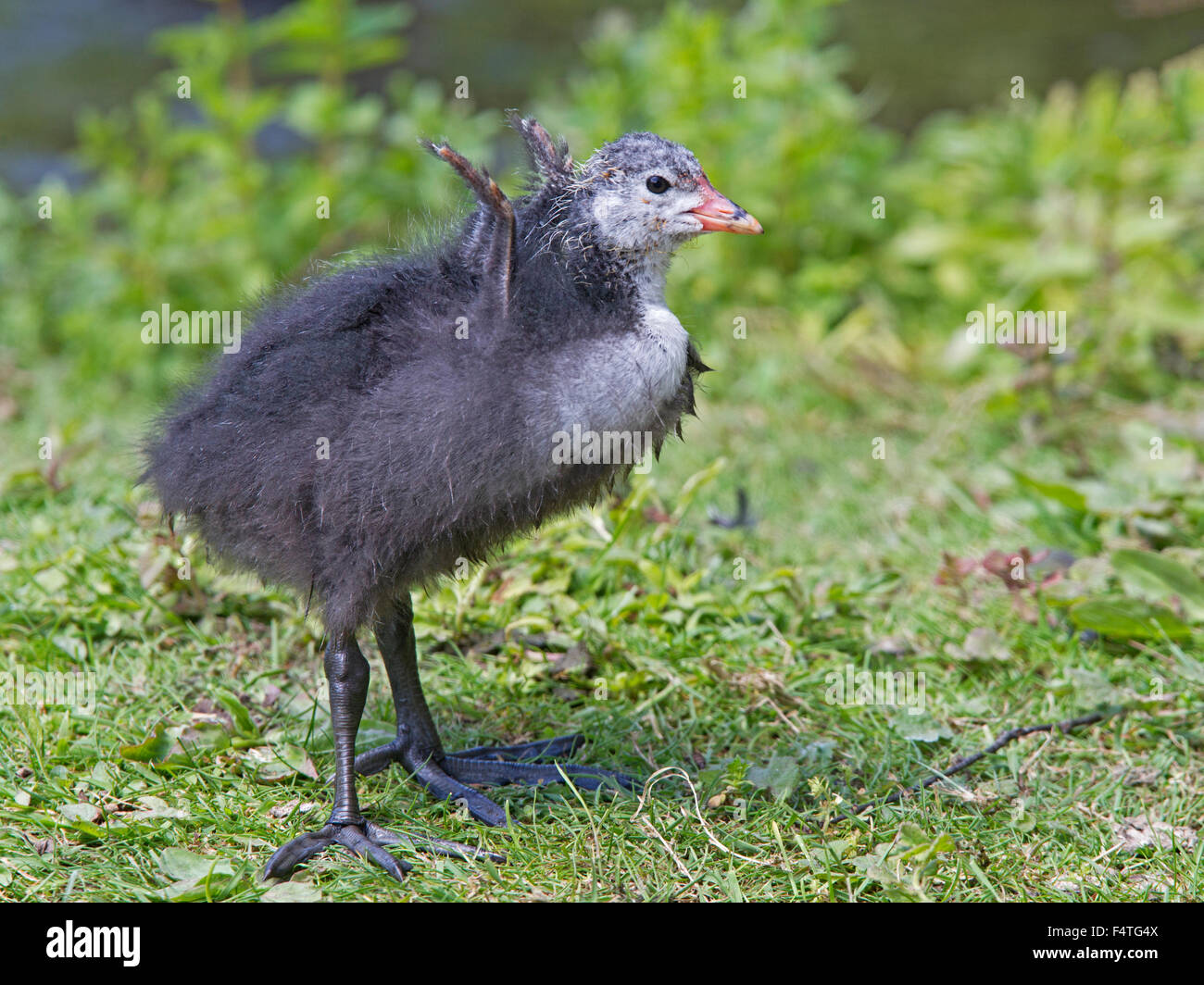 Coot chick standing, immature wings raised Stock Photo - Alamy