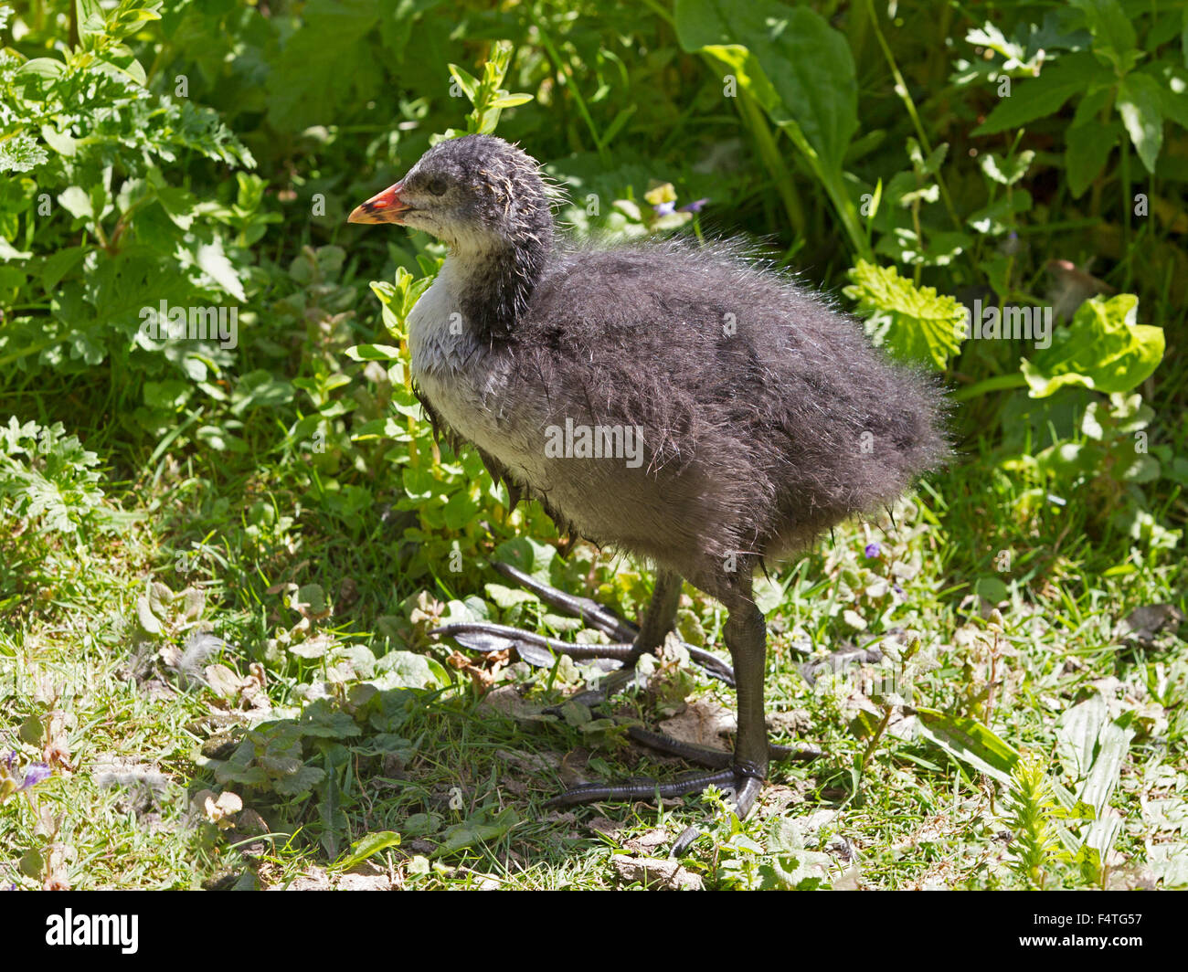 Coot chick walking Stock Photo - Alamy