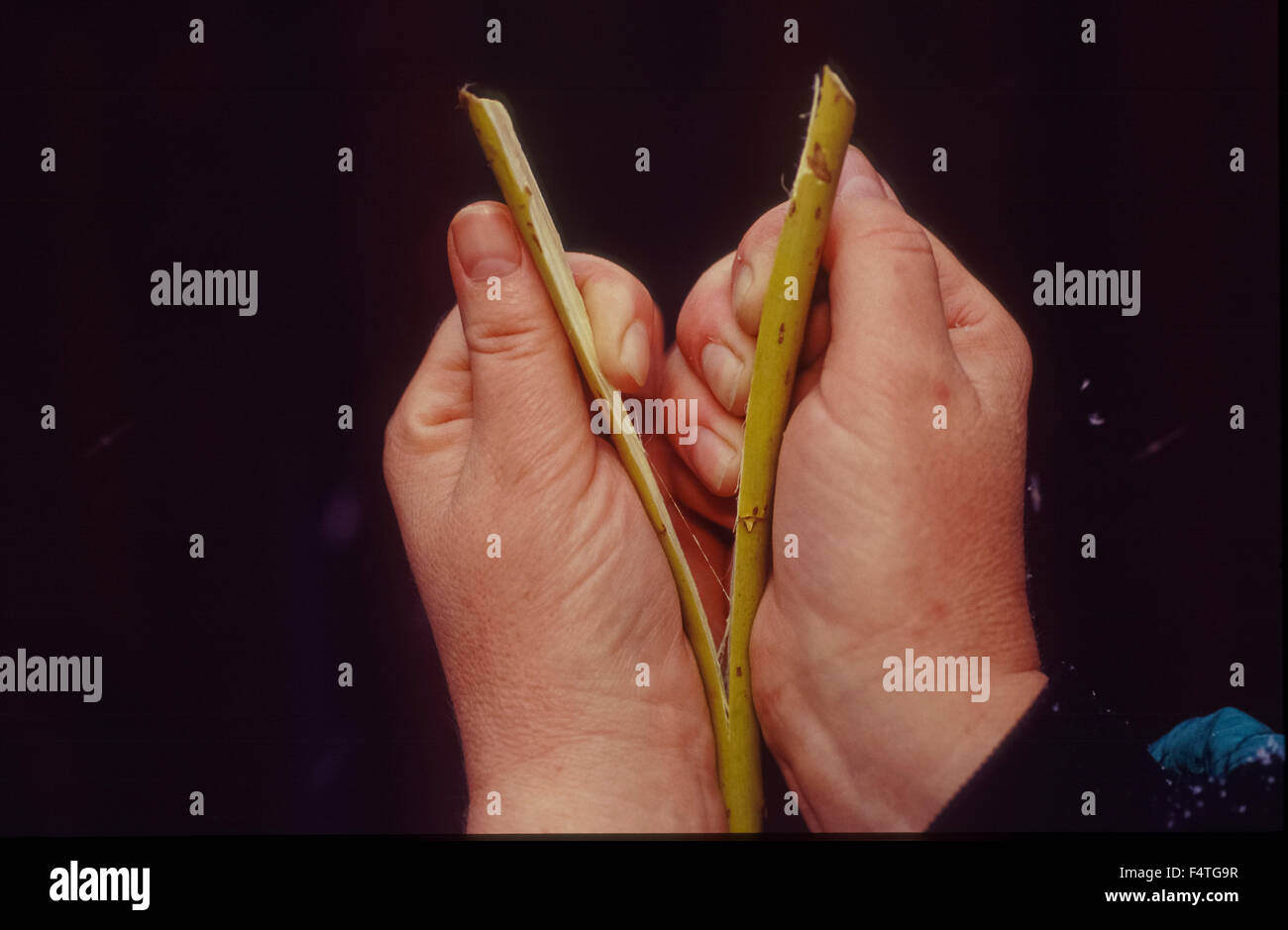 Bavaria, Germany, custom, tradition, customs, custom, Palm Sunday ...