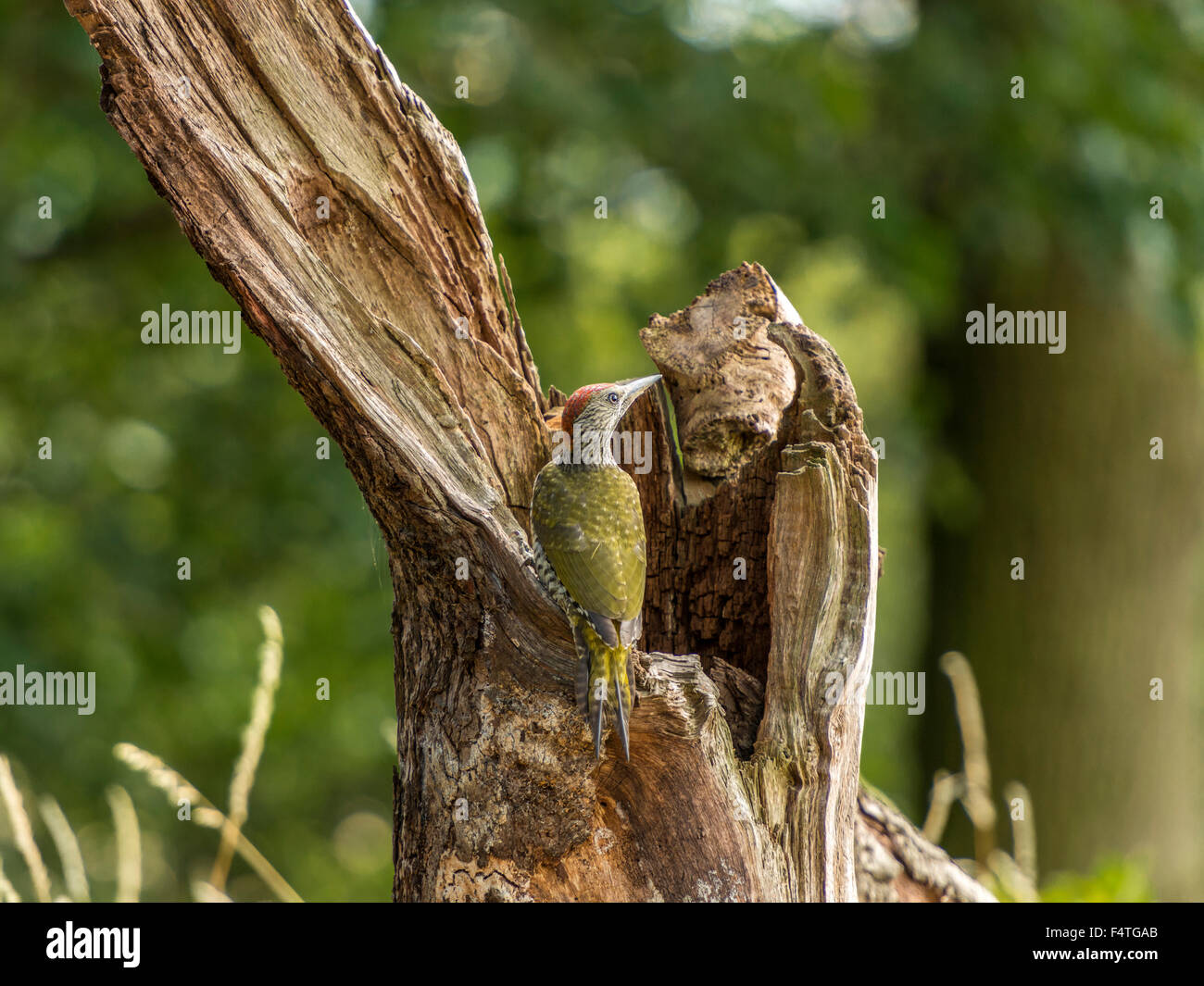 Juvenile European Green Woodpecker (Picus viridis) foraging in natural ...