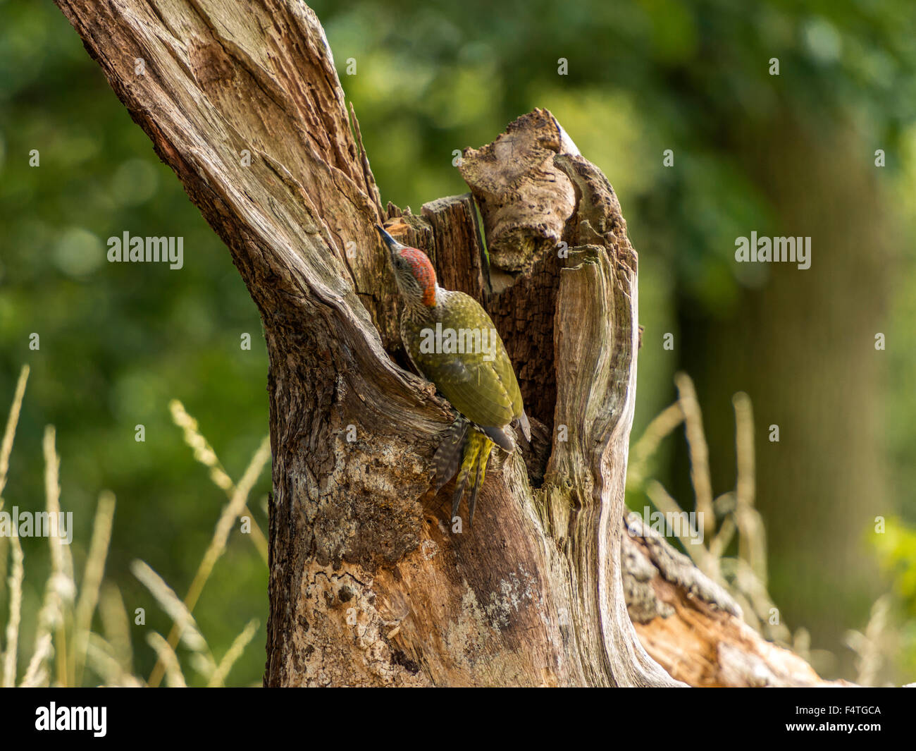 Juvenile European Green Woodpecker (Picus viridis) foraging in natural ...