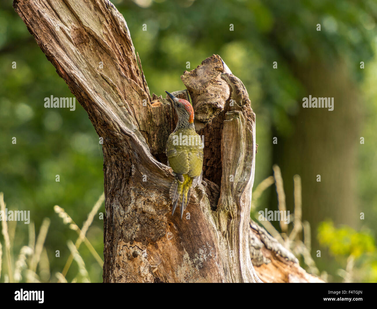 Juvenile European Green Woodpecker (Picus viridis) foraging in natural ...