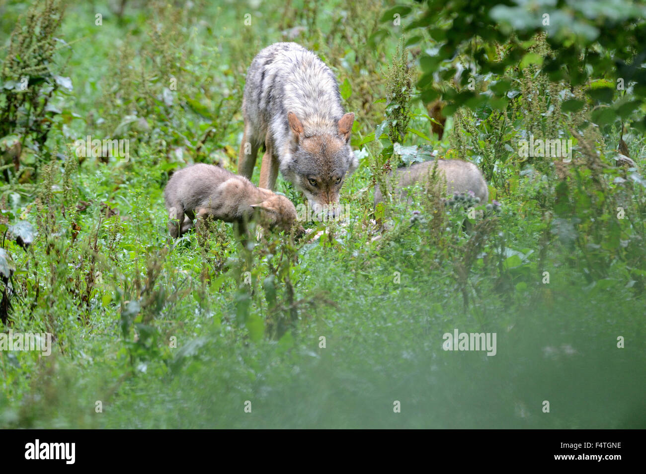 Germany wolves puppies hi-res stock photography and images - Alamy