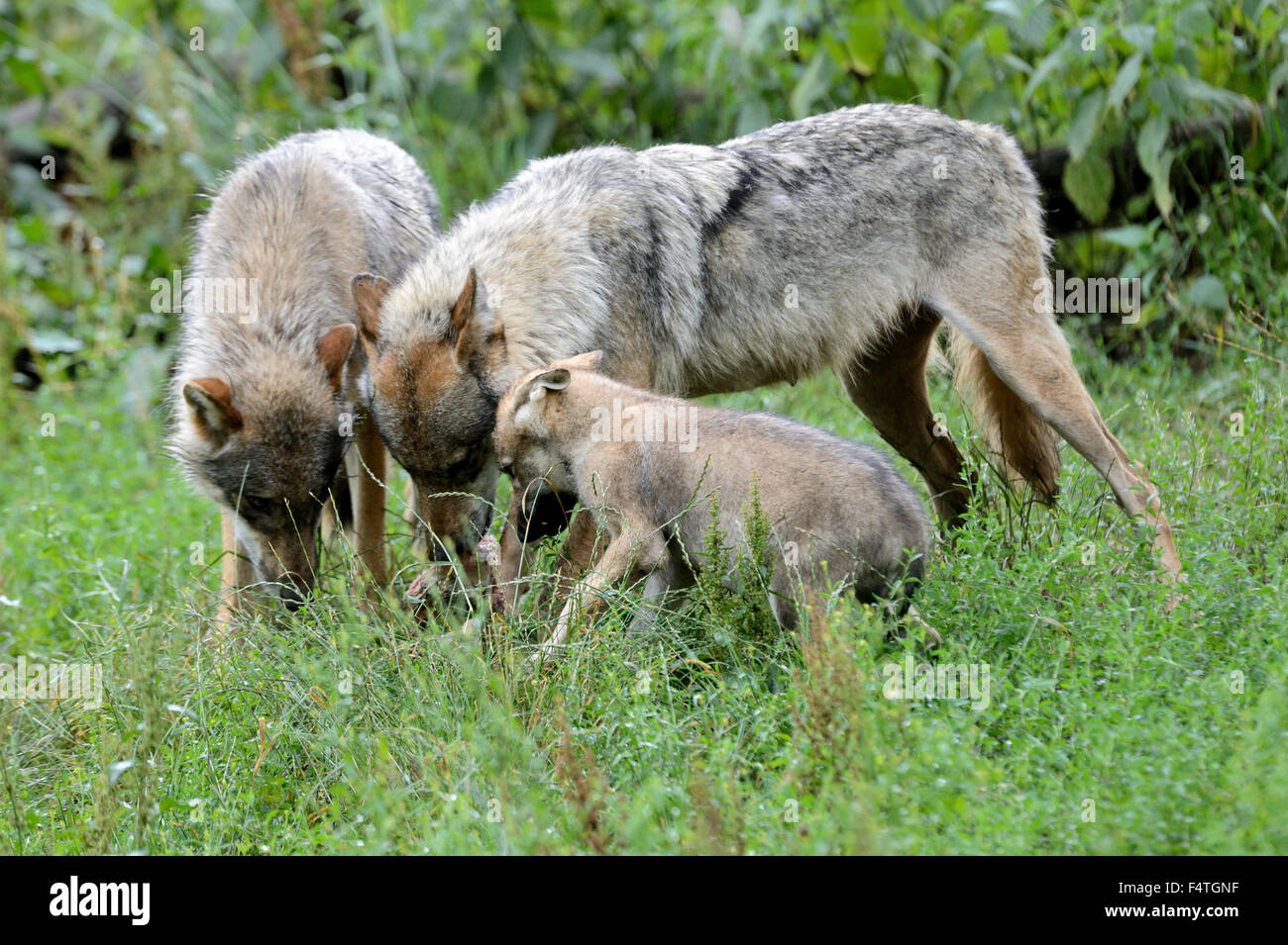 Germany wolves puppies hi-res stock photography and images - Alamy