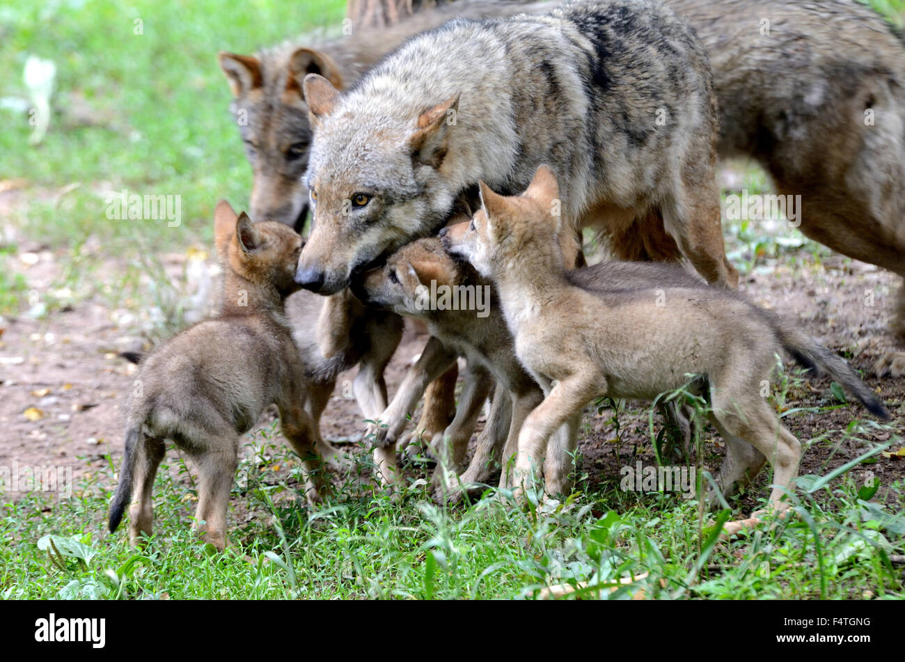 Germany wolves puppies hi-res stock photography and images - Alamy