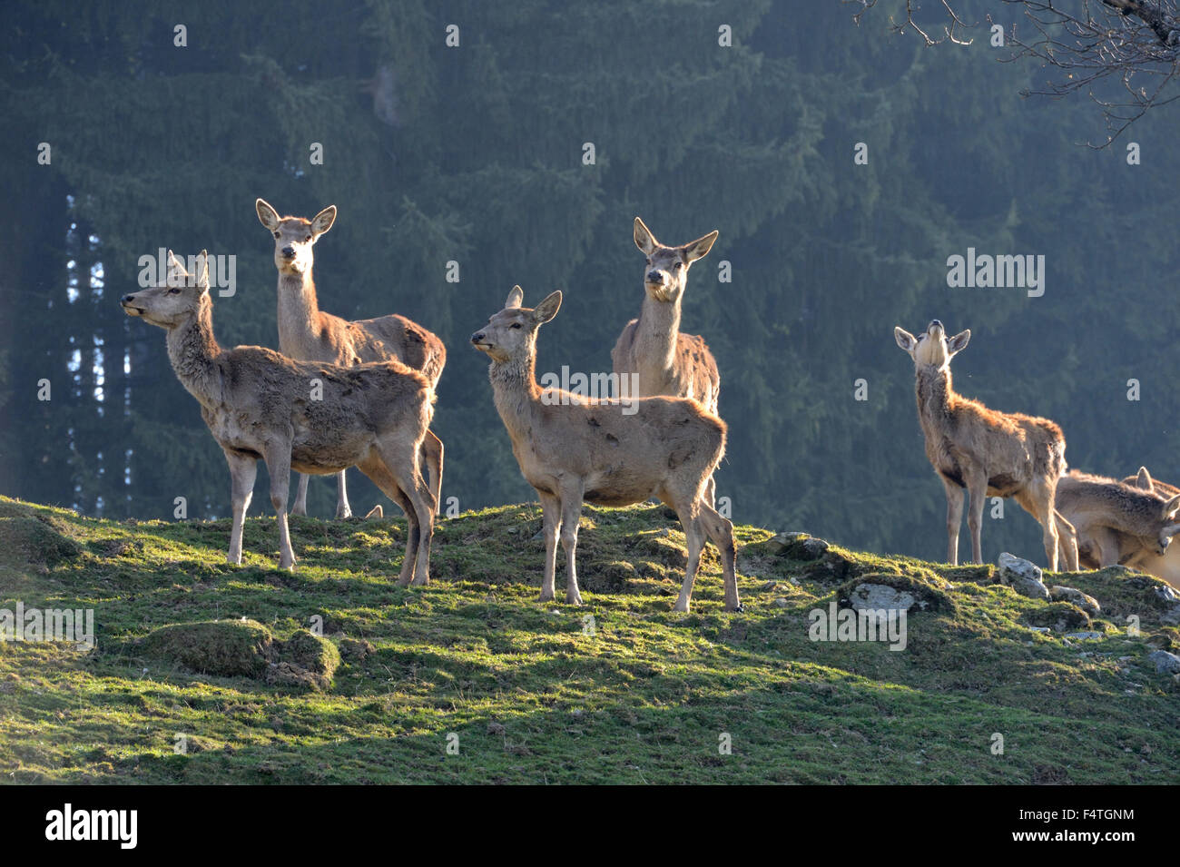 Stags hi-res stock photography and images - Alamy