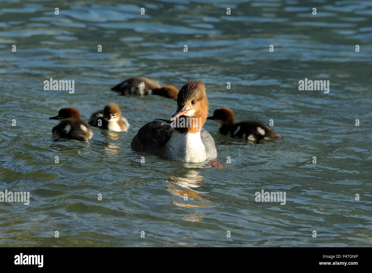 Goosander hi-res stock photography and images - Alamy