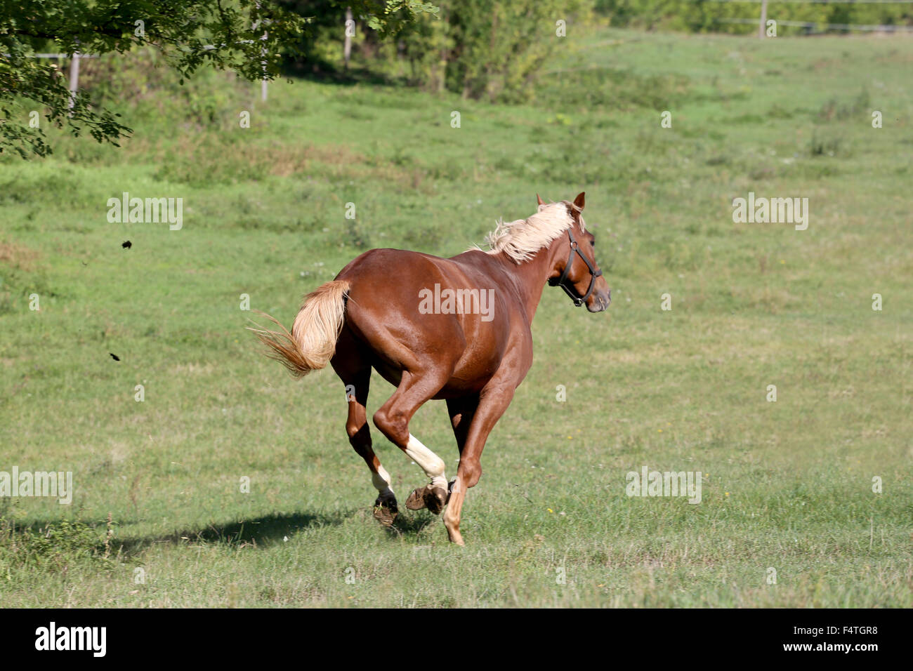 Chestnut thoroughbred horse galloping on hi-res stock photography and ...