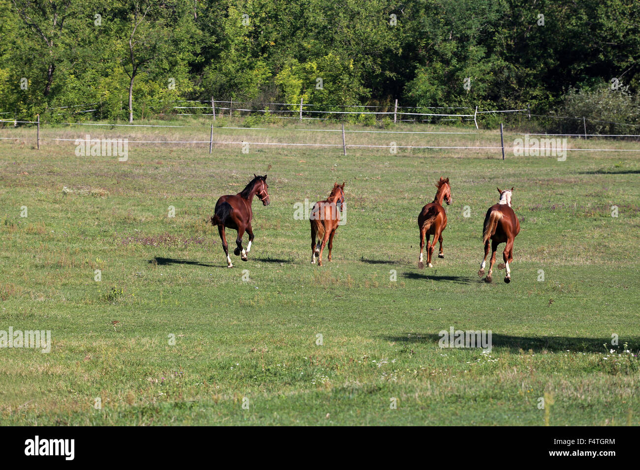 Four beautiful young stallions galloping on pasture summertime Stock ...