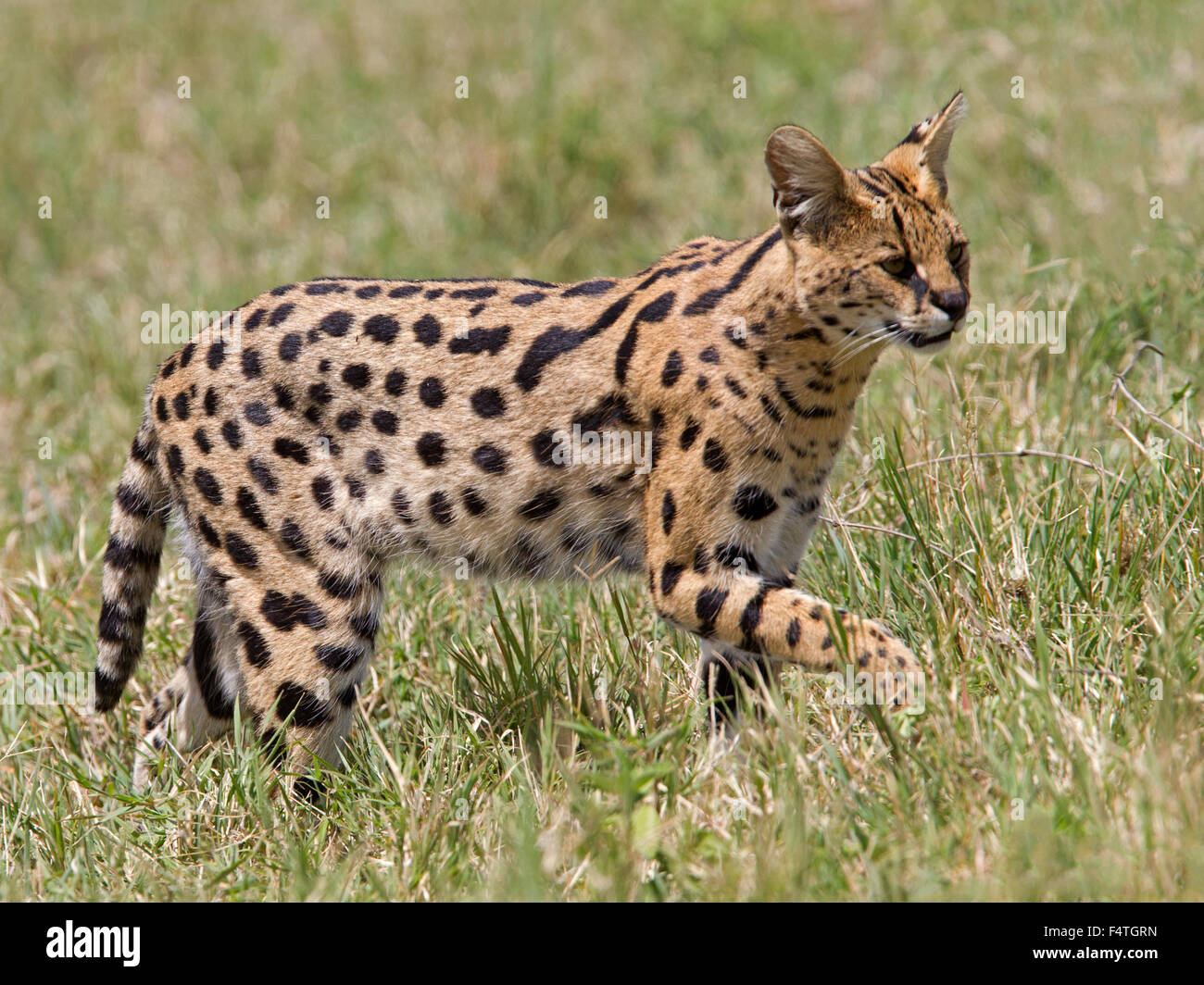 Walking serval hi-res stock photography and images - Alamy